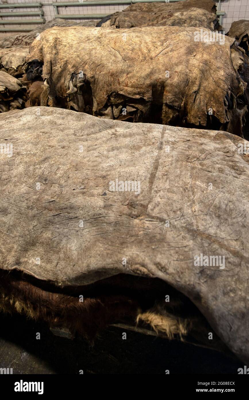 Warehouse of raw cow skins are stored in heaps Stock Photo - Alamy