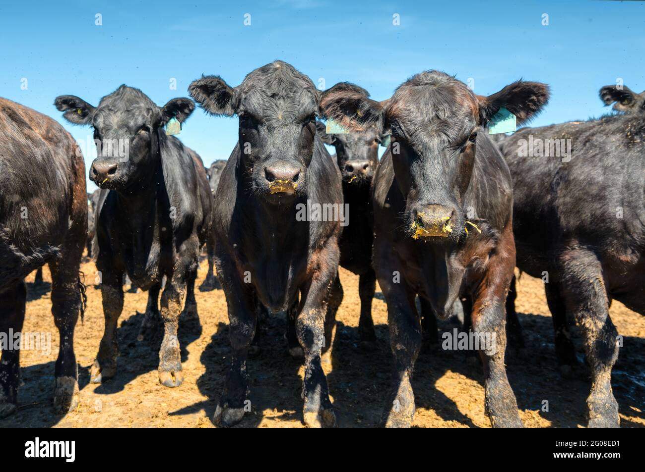 Bull calf black hi-res stock photography and images - Alamy