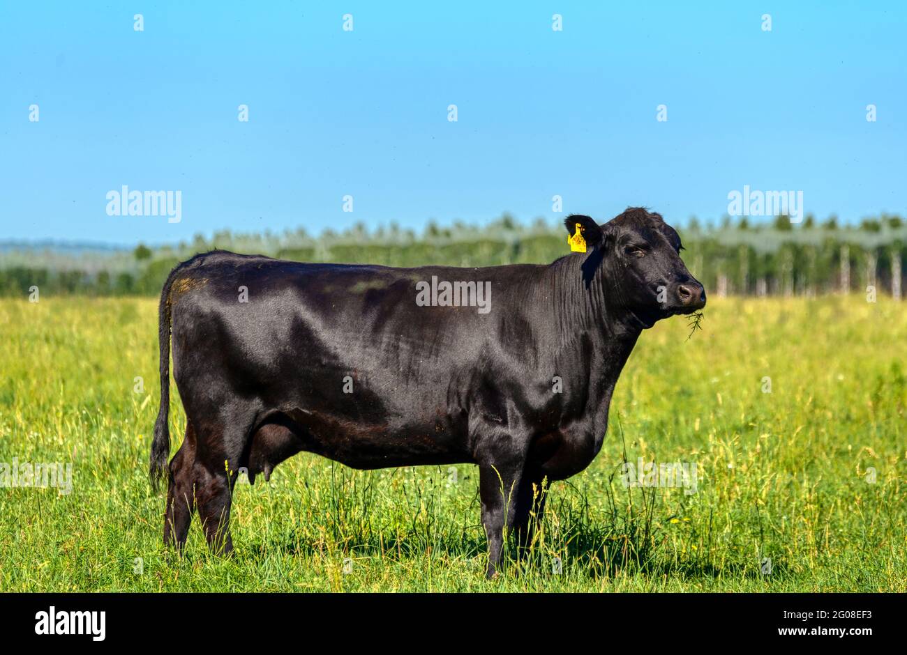 Black angus cow hi-res stock photography and images - Alamy