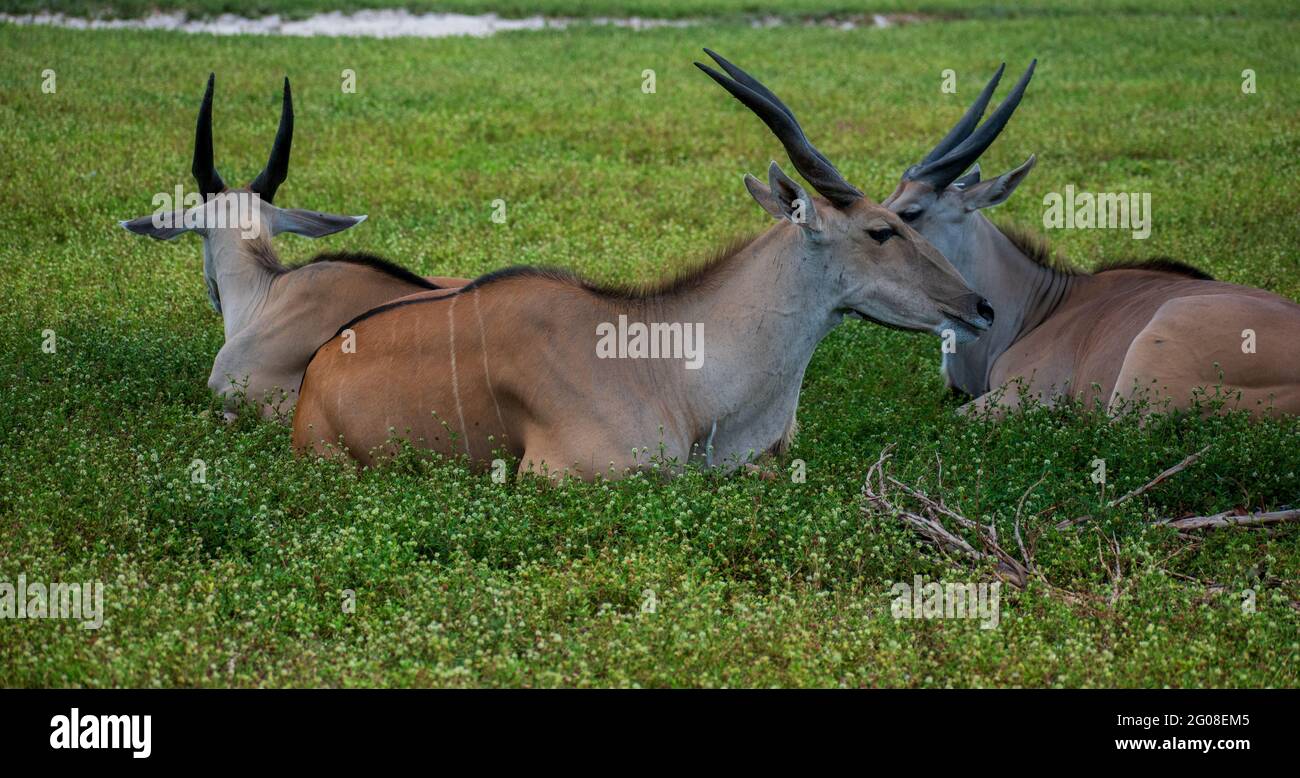 Wildlife animals and nature mammals and birds Stock Photo - Alamy