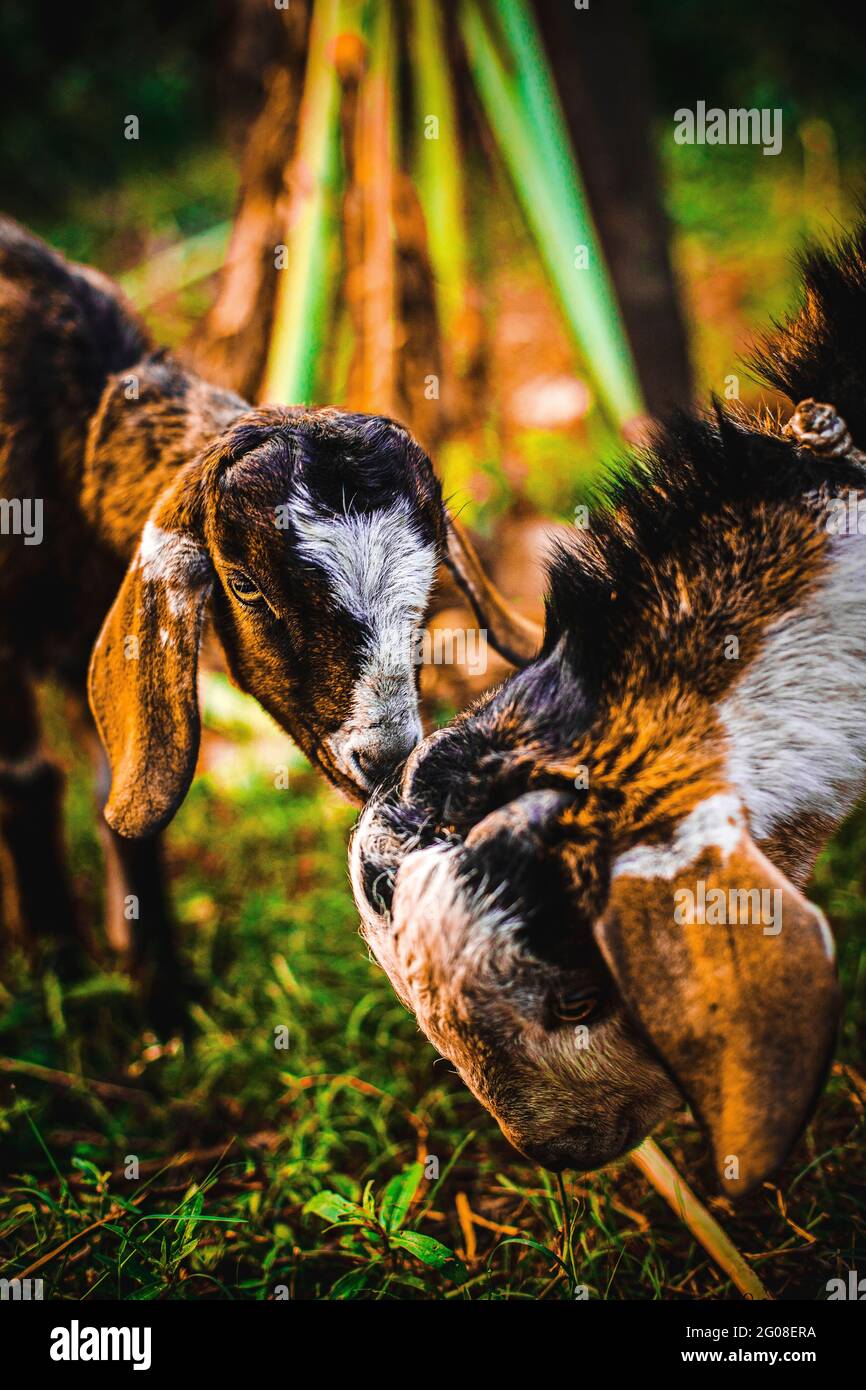 Love animals hi-res stock photography and images - Alamy
