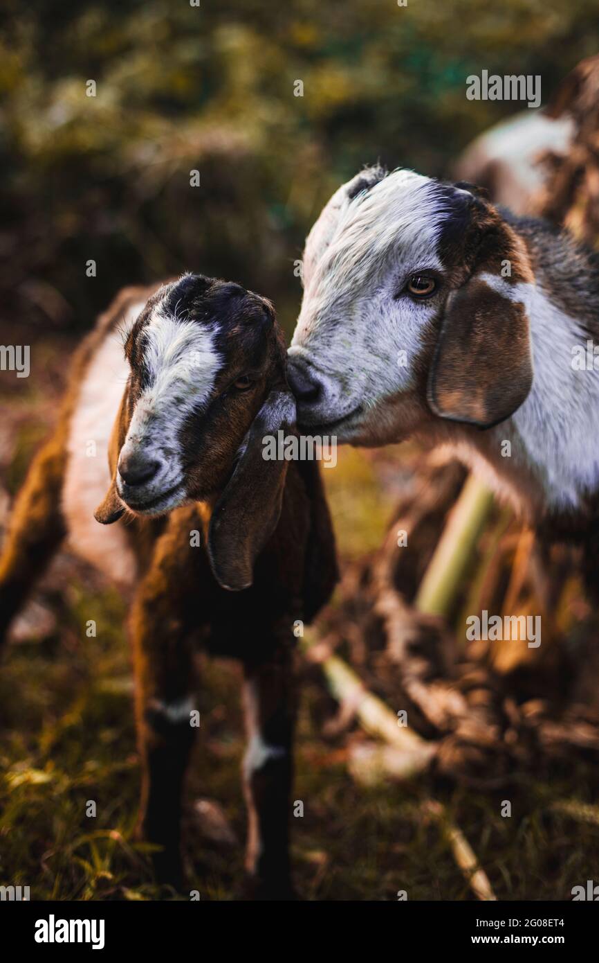 Love animals hi-res stock photography and images - Alamy