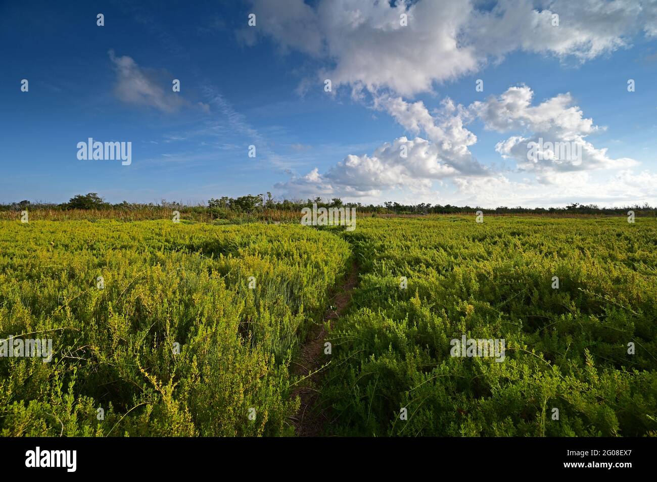 Field of Saltwort - Batis maritima - on Coastal Priarie in Everglades ...