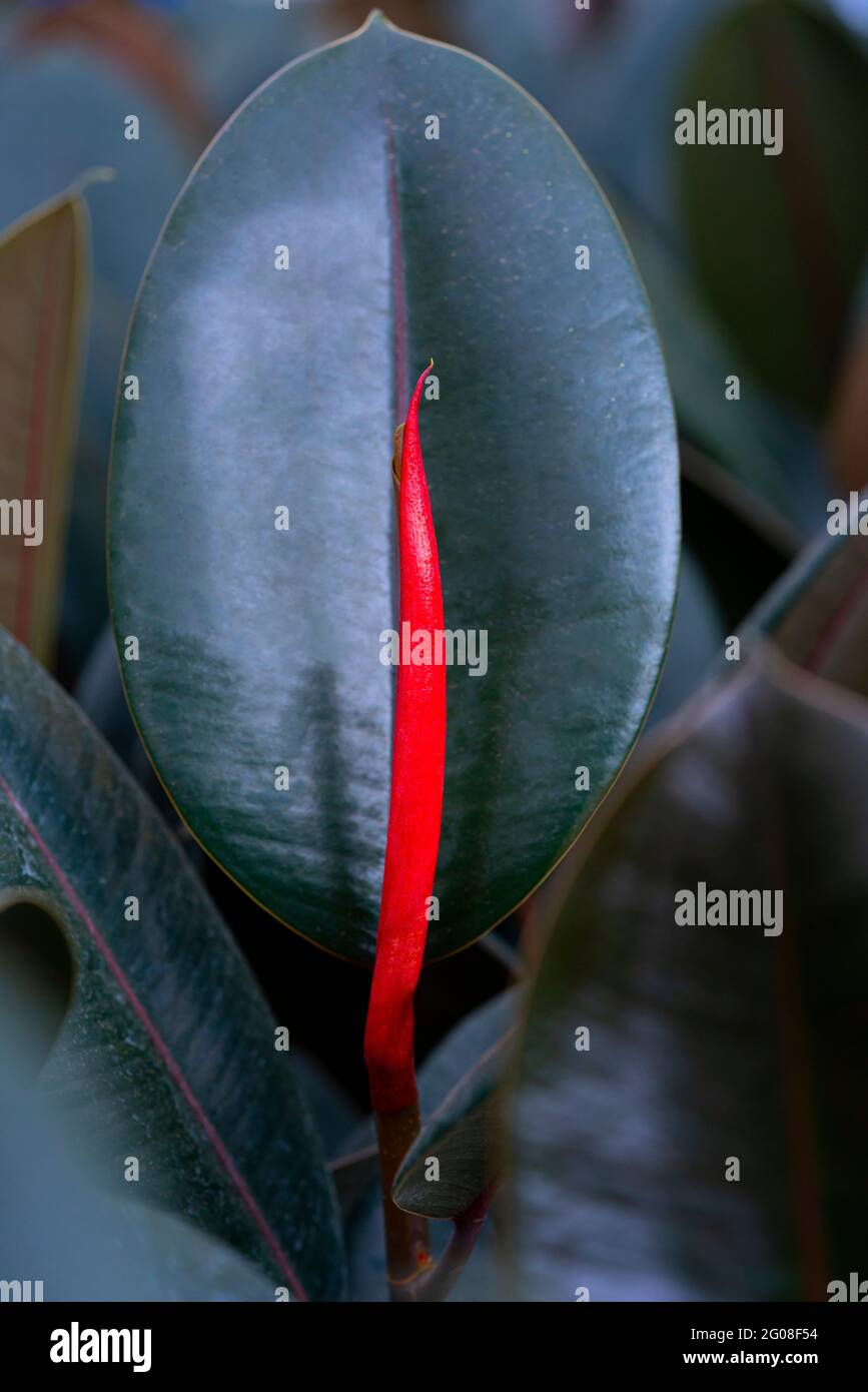 Detail of new growth on Ficus elastica, the rubber fig, rubber plant ...
