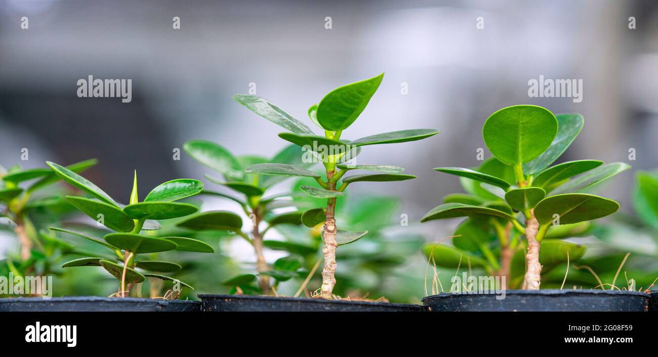 Small plants in black plastic pots on nature background Stock Photo - Alamy