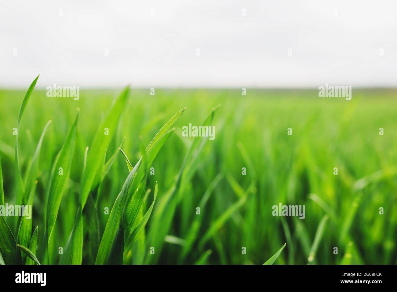 Cultivation wheat hi-res stock photography and images - Alamy