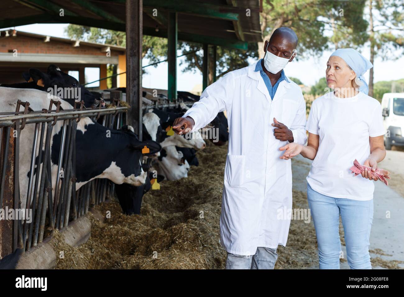 Veterinarian and farmer cows at farm Stock Photo - Alamy