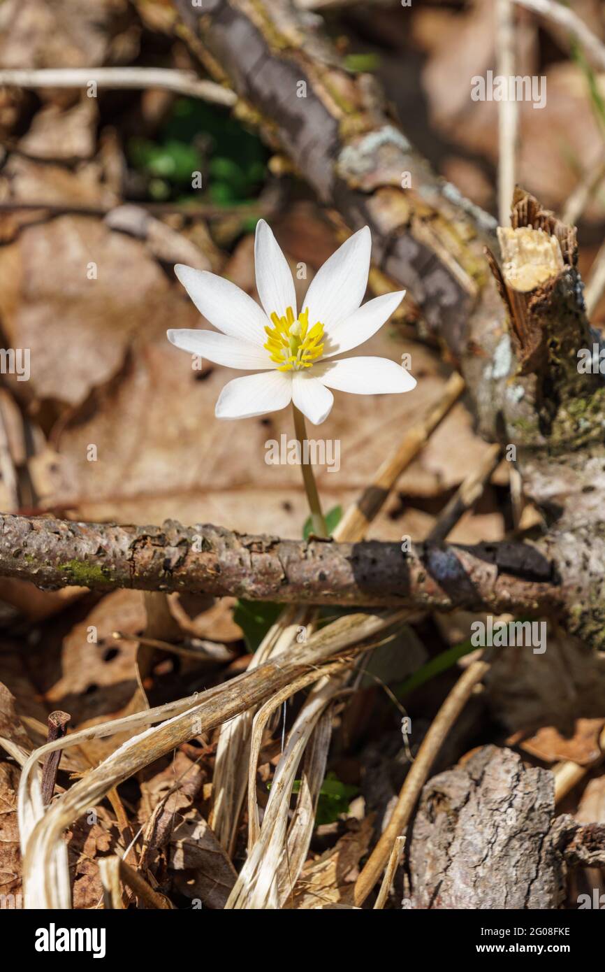 Flowering bloodroot emerges from the forest floor in Shenandoah ...