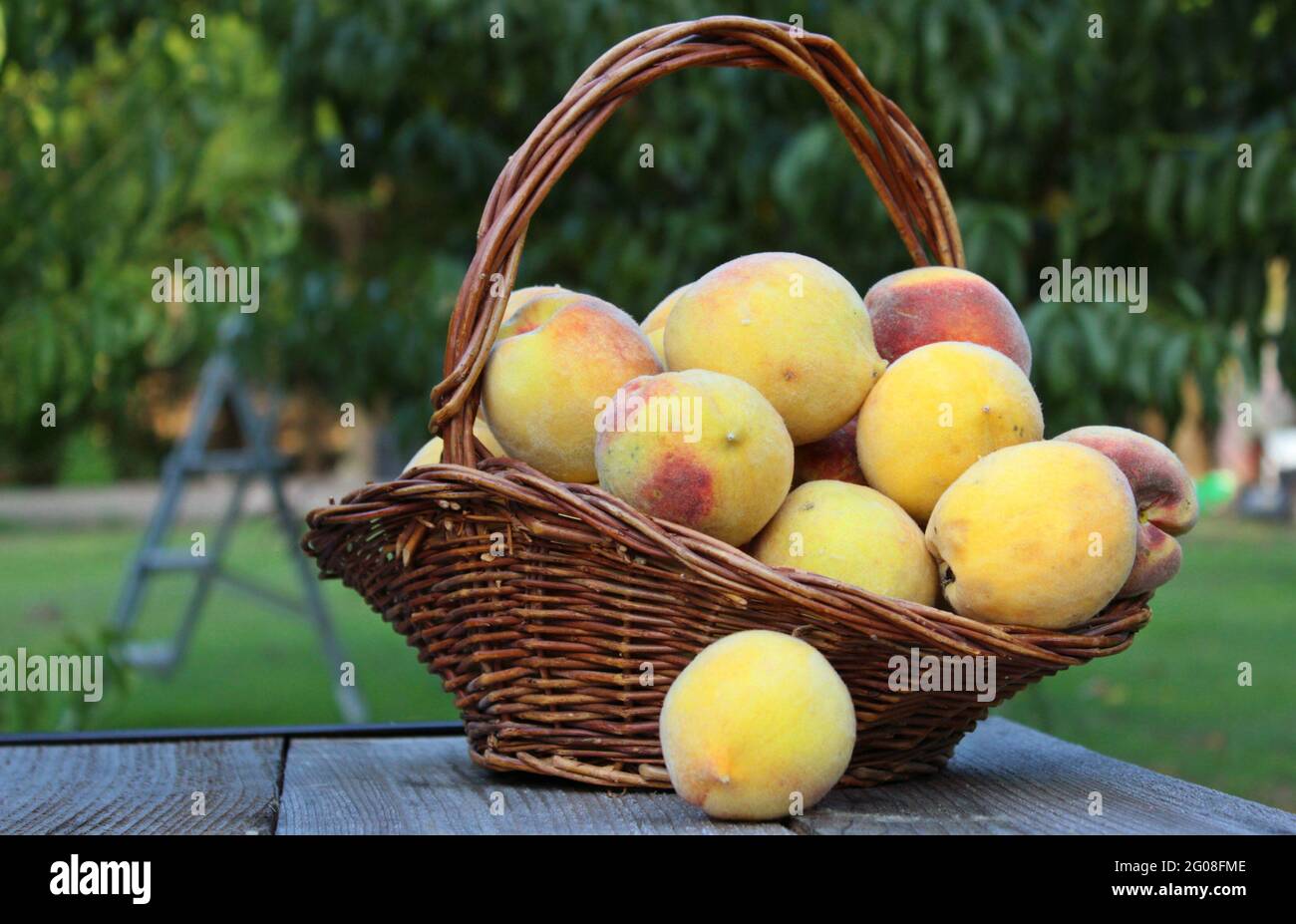 Peach harvest hi-res stock photography and images - Alamy