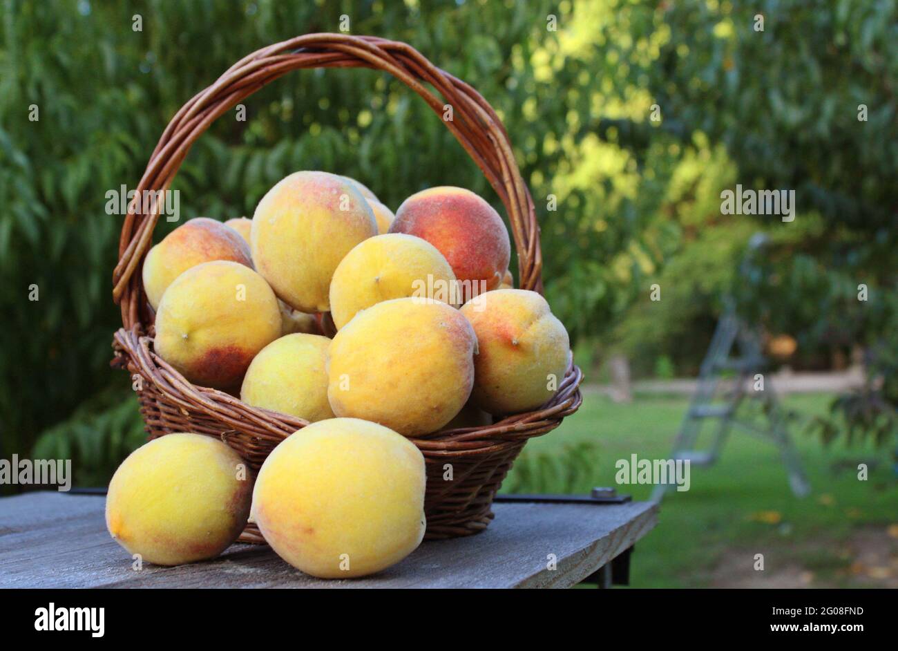 Peach harvest hi-res stock photography and images - Alamy