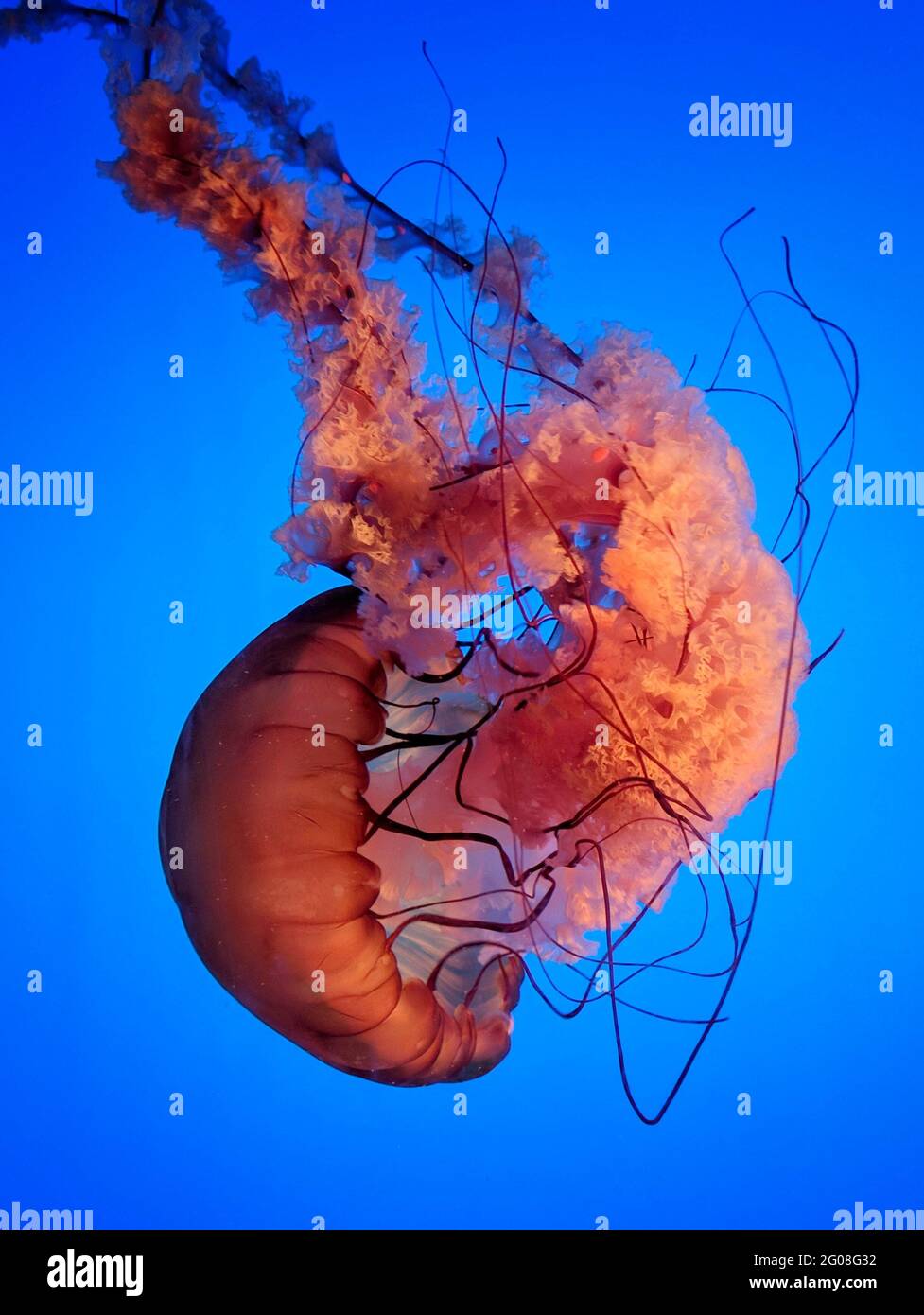 Sting energy hi-res stock photography and images - Alamy