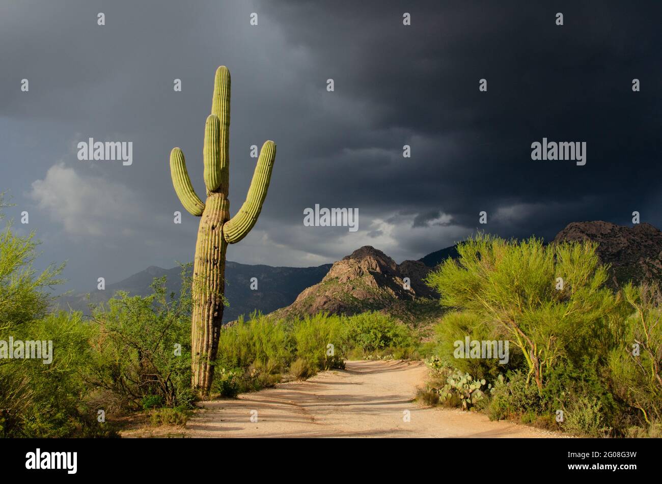 Desert trail hi-res stock photography and images - Alamy