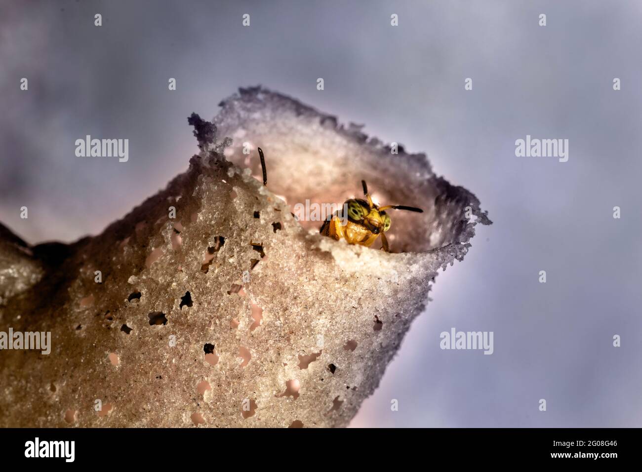 Stingless bee fly into beehive hi-res stock photography and images - Alamy