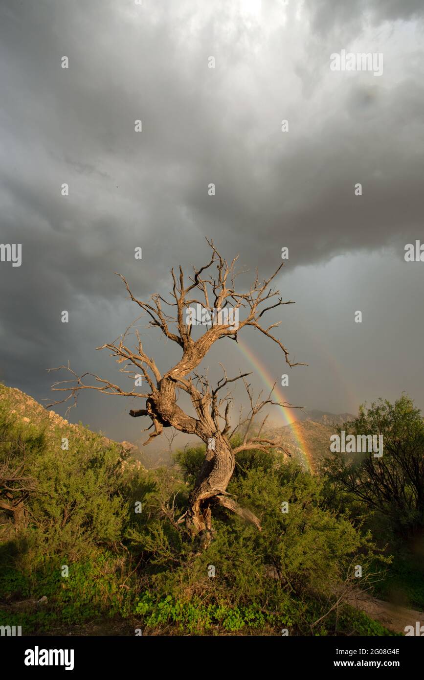 Rainbow over the desert hi-res stock photography and images - Alamy
