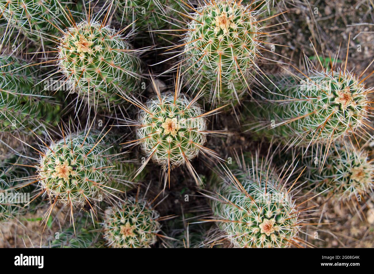 Pink Flower Hedgehog Cactus (Echinocereus fasciculatus Stock Photo - Alamy