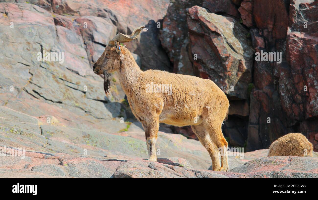Markhor art hi-res stock photography and images - Alamy