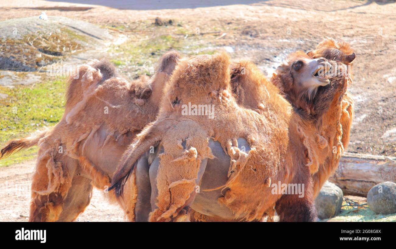 Camel mural hi-res stock photography and images - Alamy