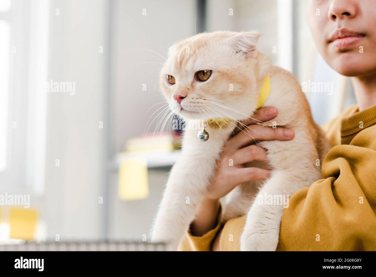 Cat and cat owner hi-res stock photography and images - Alamy