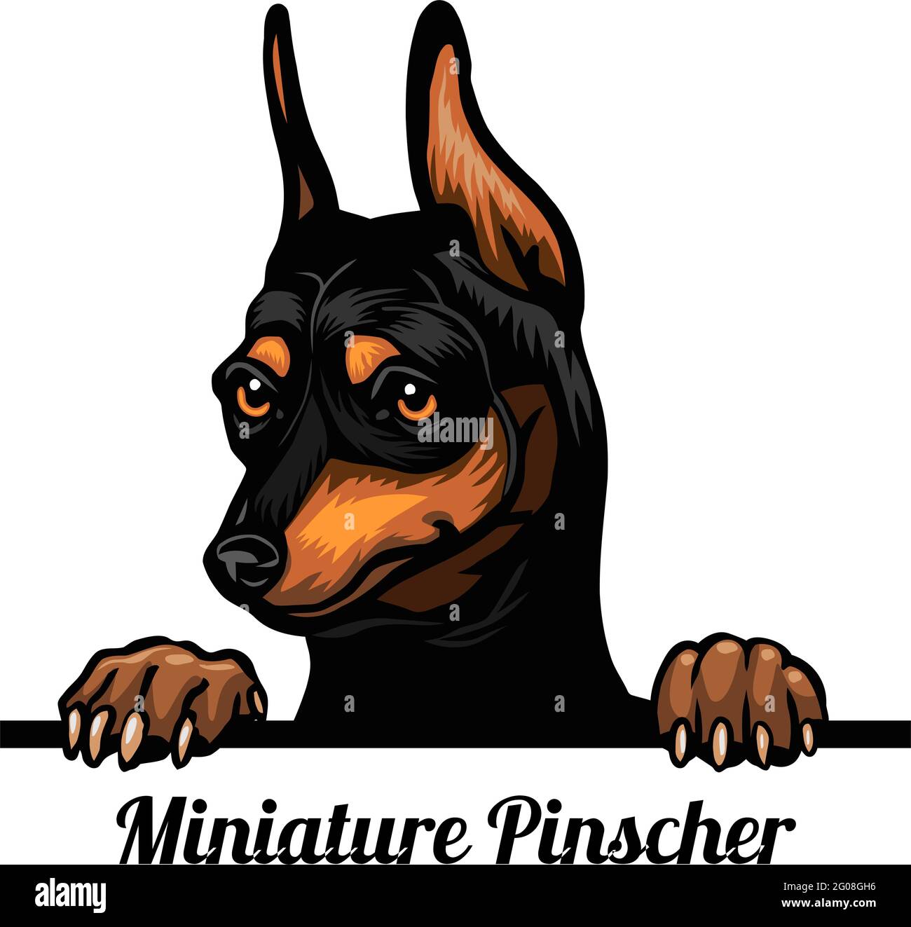 Miniature Pinscher - Color Peeking Dogs - breed face head isolated on ...