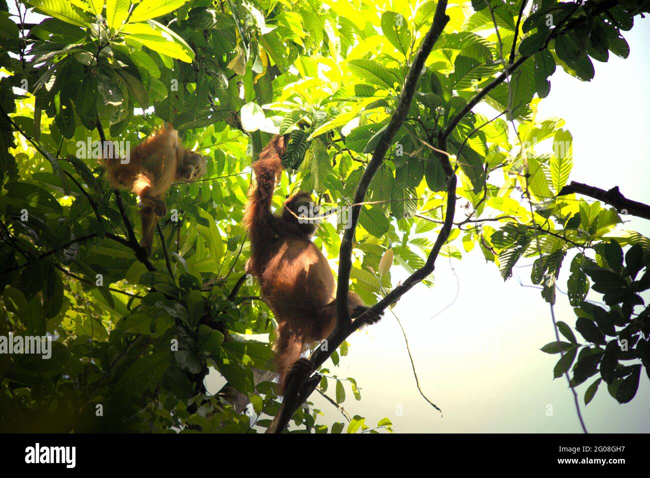 Wild orangutans are foraging on a tree in Kutai National Park, East ...