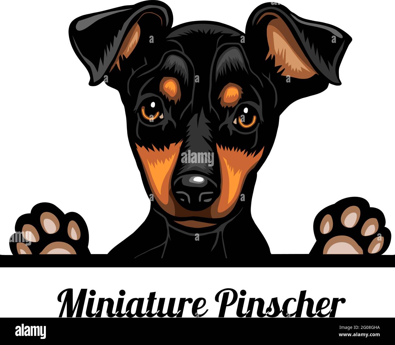 Miniature Pinscher - Color Peeking Dogs - breed face head isolated on ...