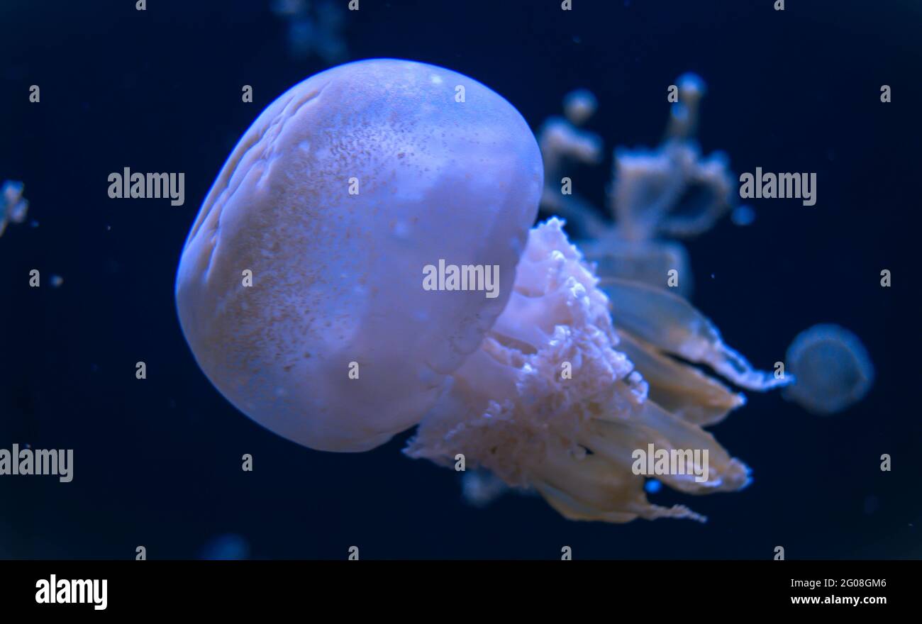 Deep sea float fish hi-res stock photography and images - Alamy