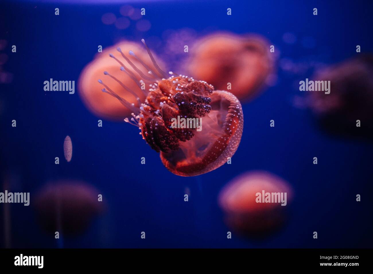 Deep sea float fish hi-res stock photography and images - Alamy