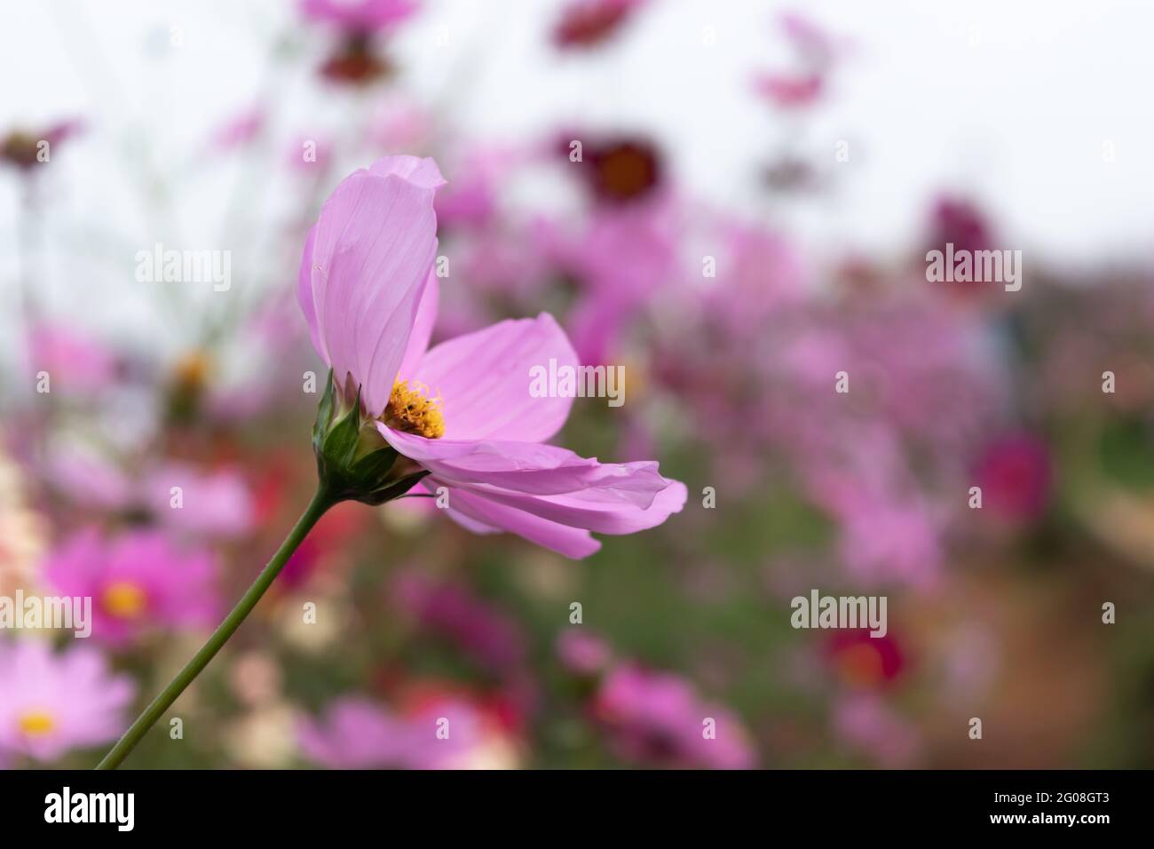 Pink cosmos flower blooming in hi-res stock photography and images - Alamy