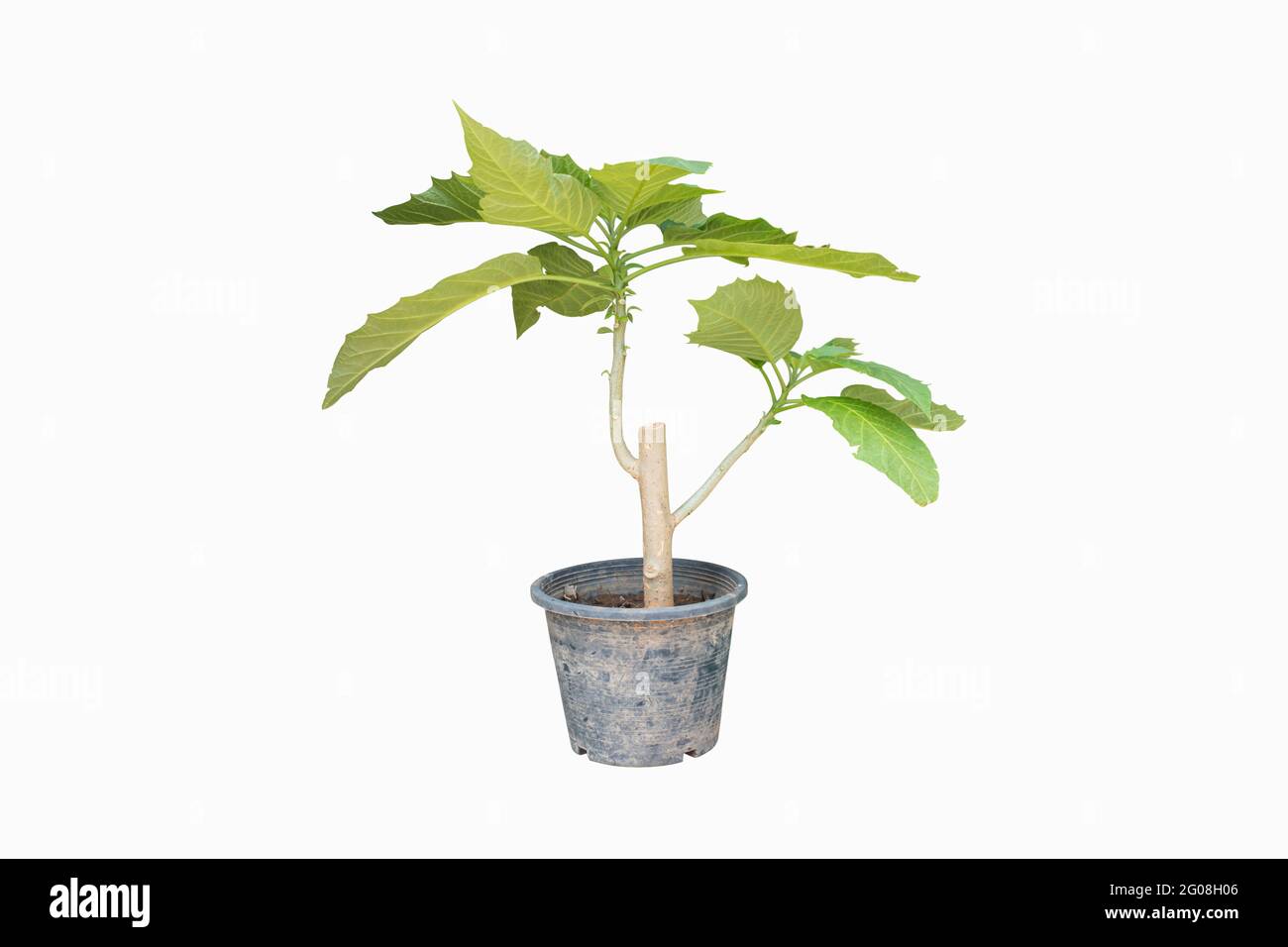 Trees in pot plants isolated on white background with clipping path ...