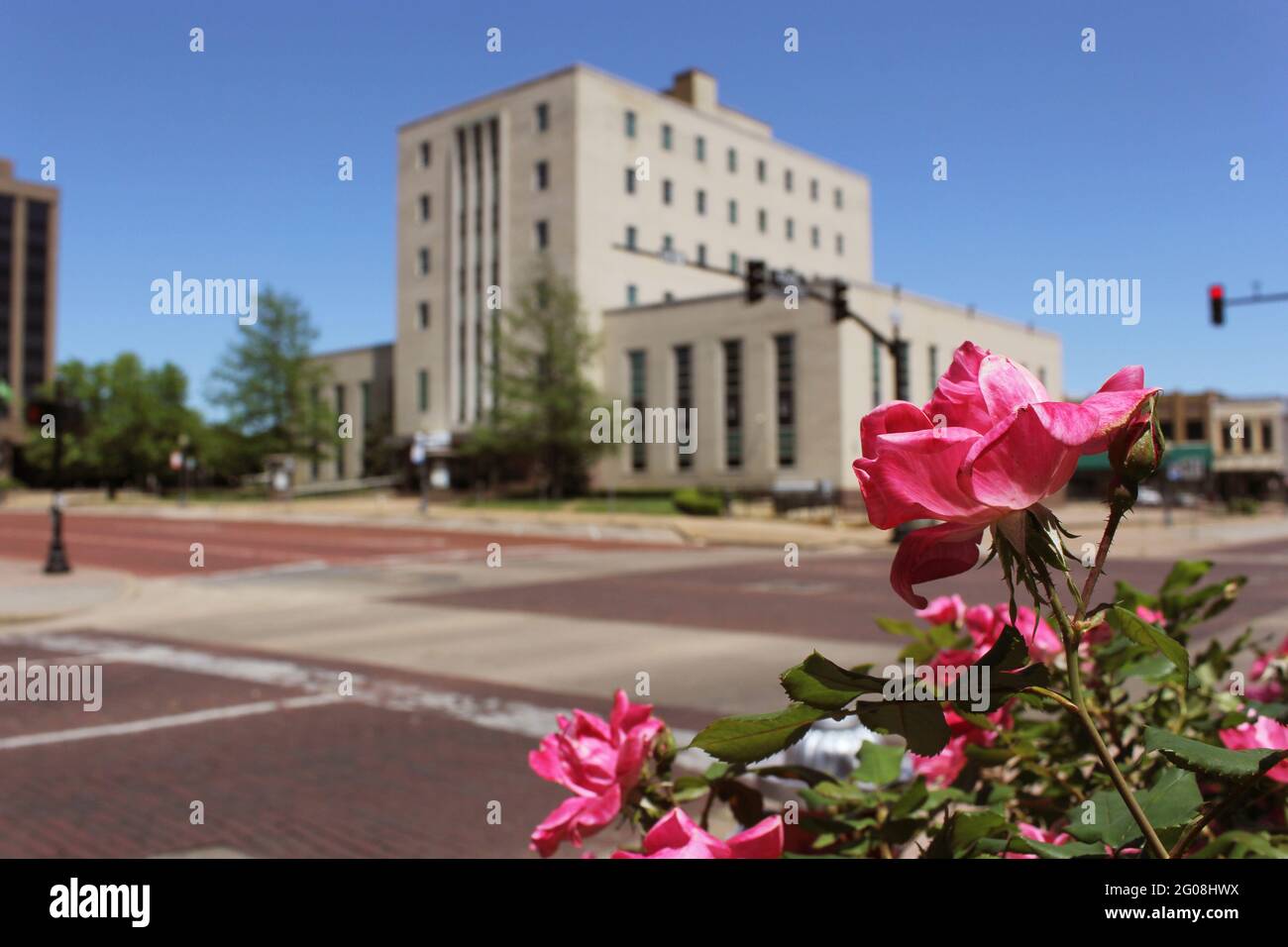 Pink Roses With Smith County Courthouse in Downtown Tyler, TX in ...