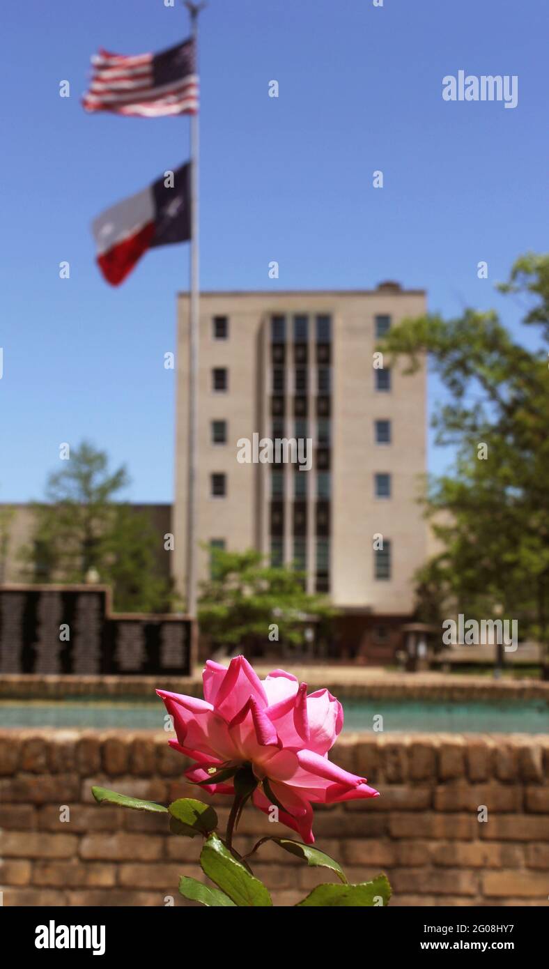 Pink Roses With Smith County Courthouse in Downtown Tyler, TX in ...