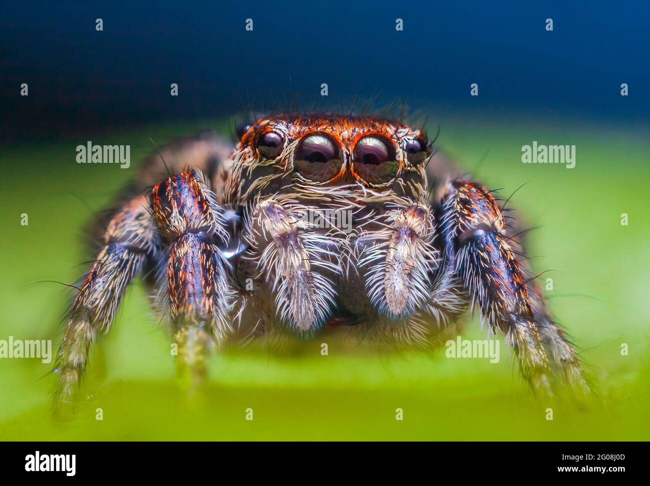 Female jumping spider Evarcha falcata close up portrait Stock Photo - Alamy