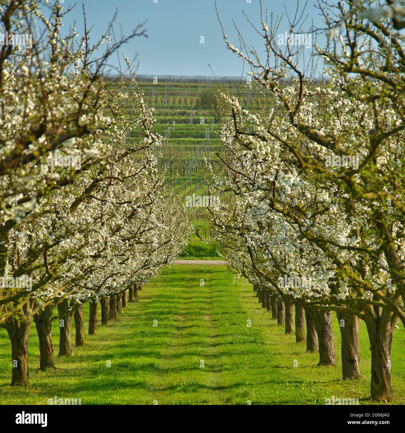 FRANCE, BAS-RHIN (67), TRAENHEIM, FRUIT TREES IN BLOOM IN AN ORCHARD IN ...