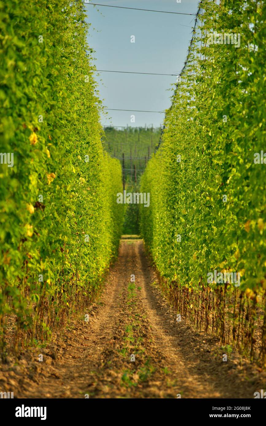 FRANCE, BAS-RHIN (67), INGENHEIM, HOUBLONNI?RE (FIELD OF HOPS Stock ...