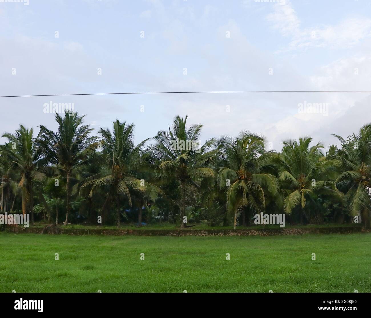 coconut trees standing horizontally behind a green field in a village ...