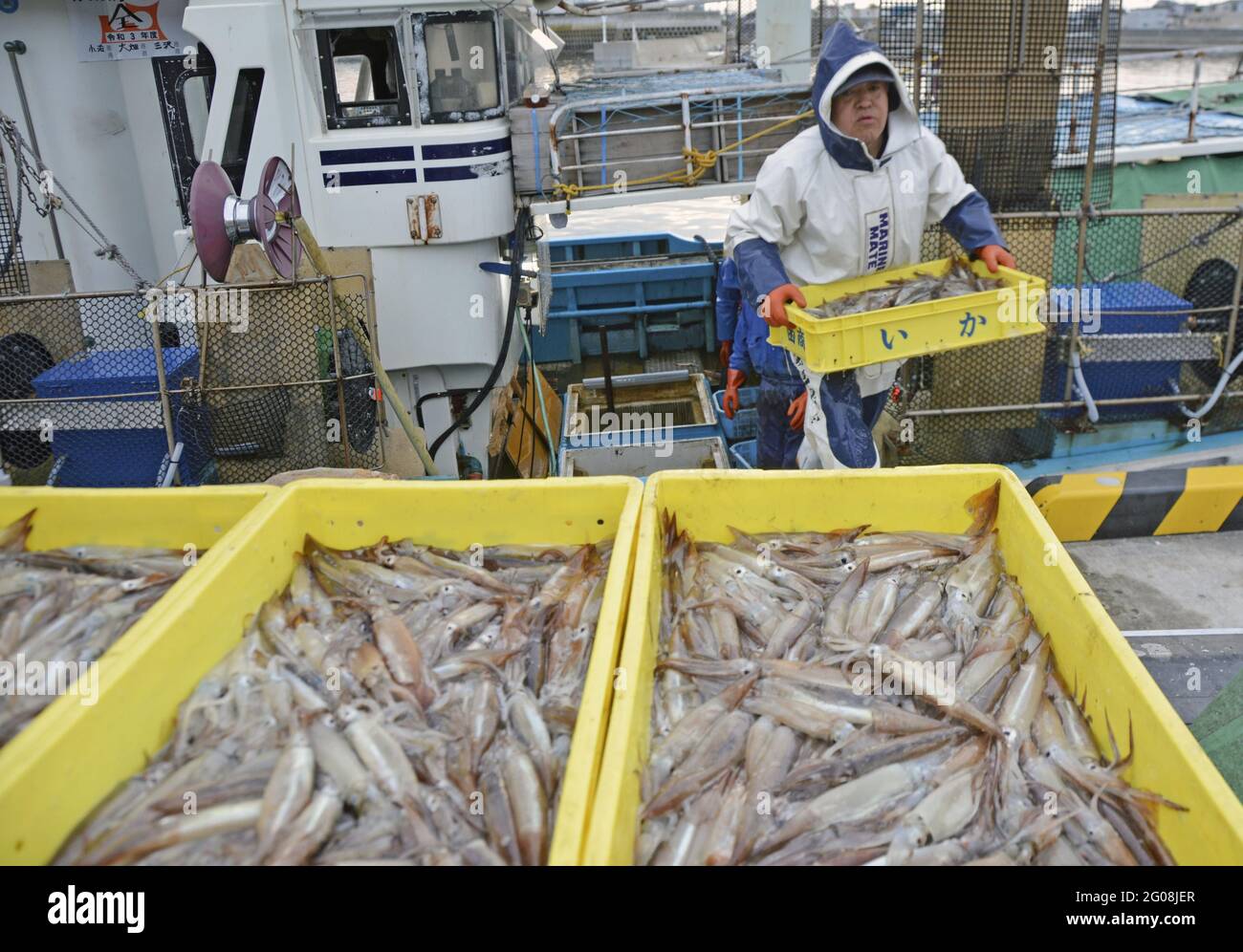 Japanese flying squid are landed from fishing vessels for the first ...