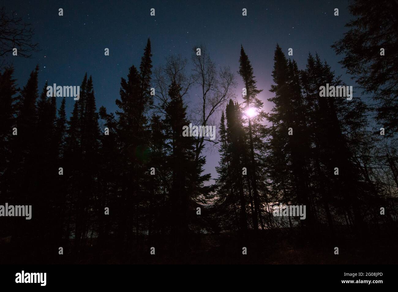 Night sky over pine trees, Split Rock State Park, Minnesota, USA Stock ...