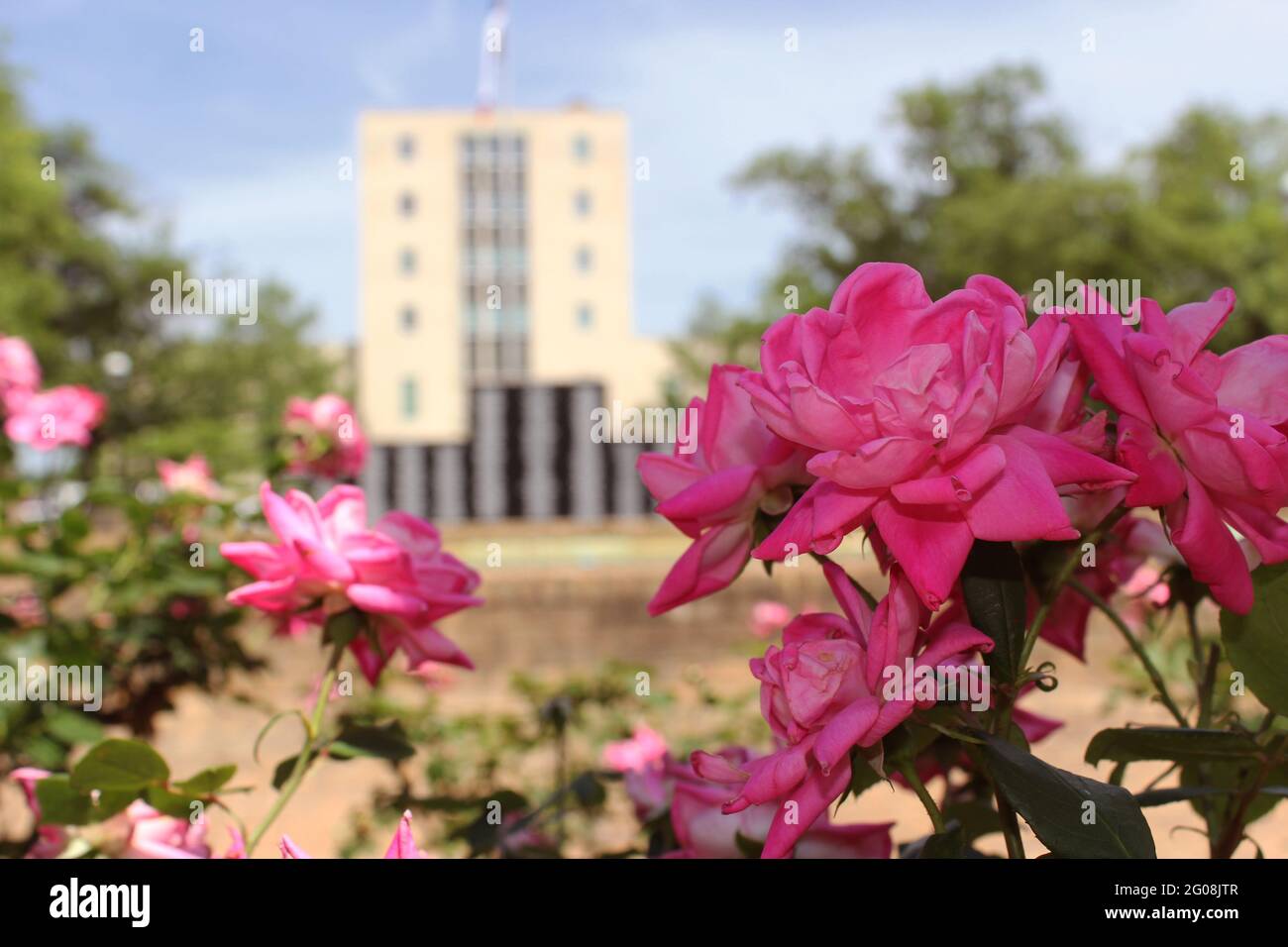 Pink Roses With Smith County Courthouse in Downtown Tyler, TX in ...