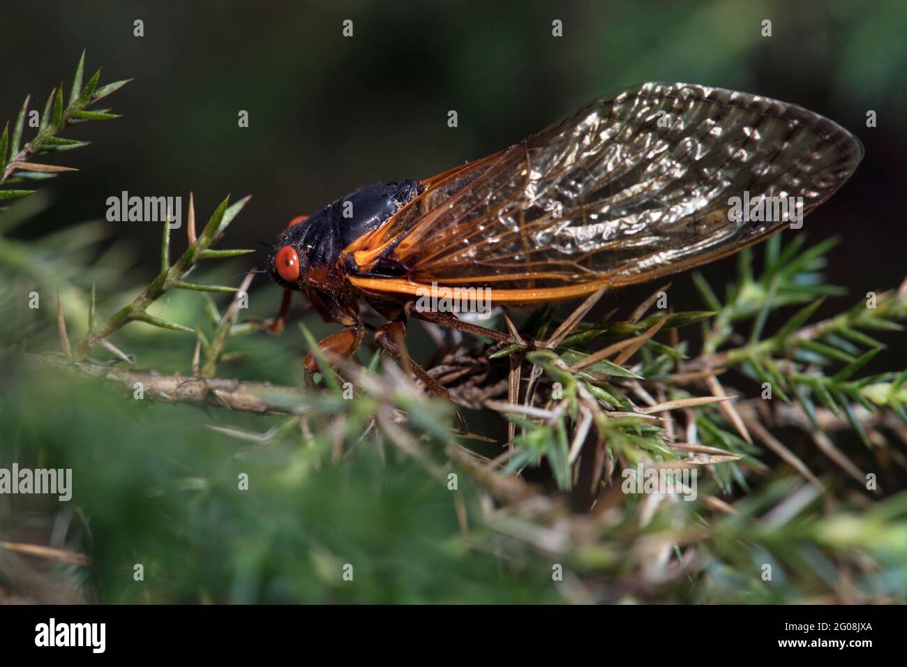 Side view of a red eyed 17 year periodical cicada showing full wing ...