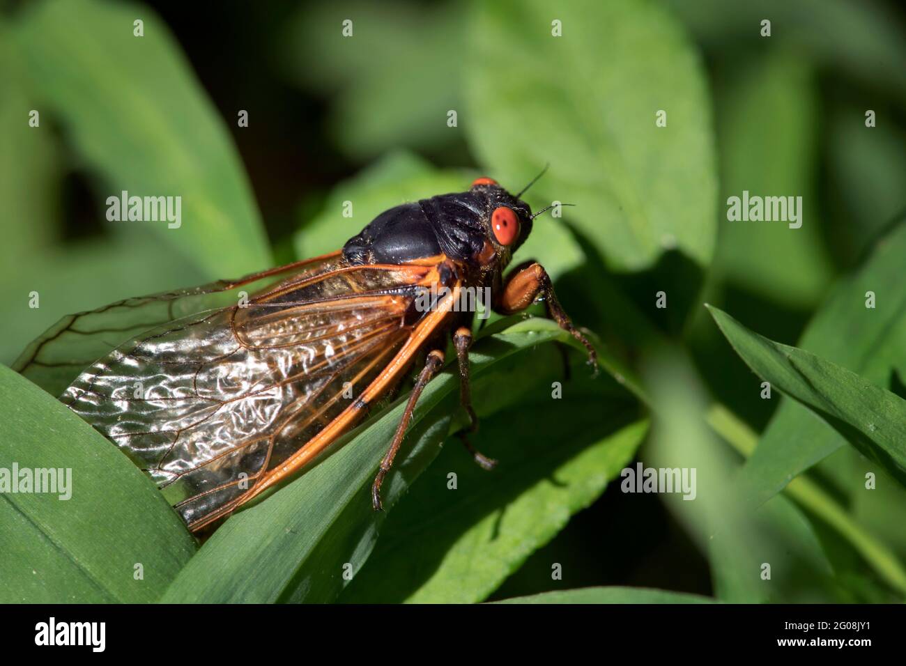 Side view of a red eyed 17 year periodical cicada sitting on a leaf ...