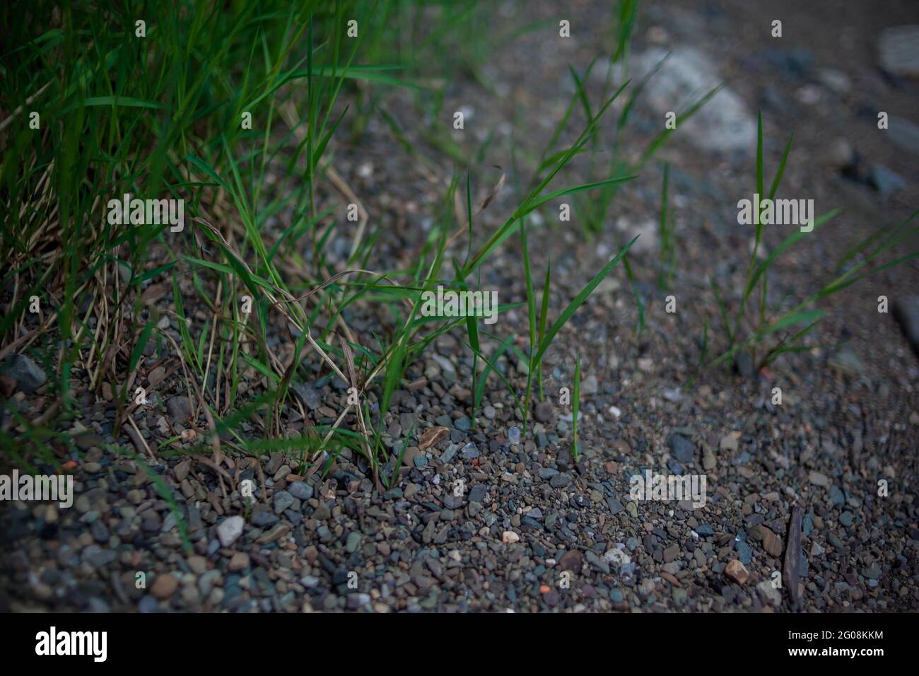 River grass hi-res stock photography and images - Alamy