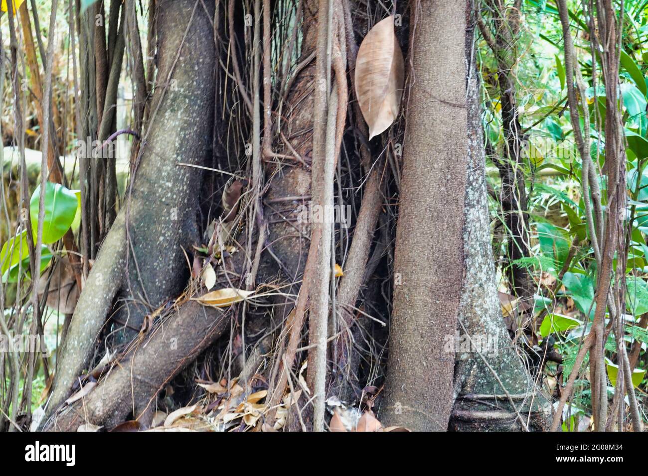 Dry roots trees surrounded hi-res stock photography and images - Alamy