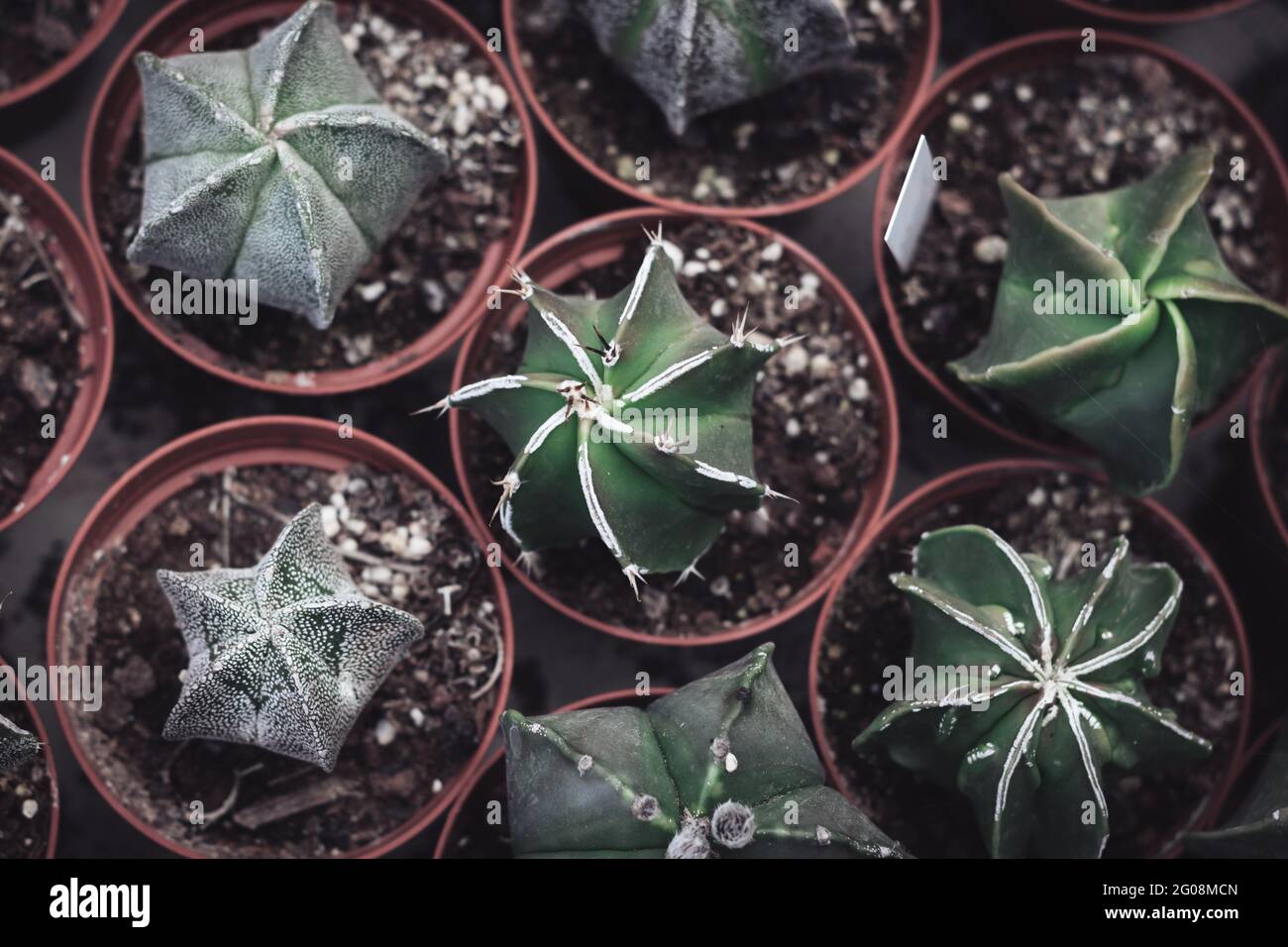 Top view of small brown pots witha little seedlings of special cactus ...