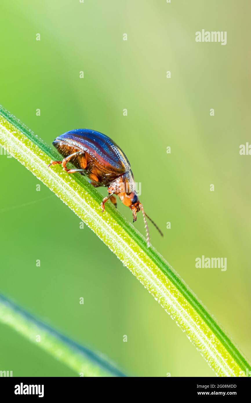 rosemary beetle, Chrysolina americana, insect walking on a stem Stock ...