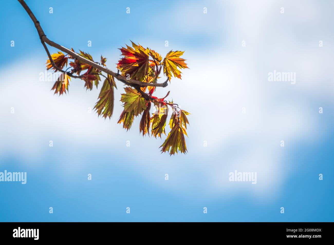 Spring branches of maple tree with fresh green leaves on a background ...