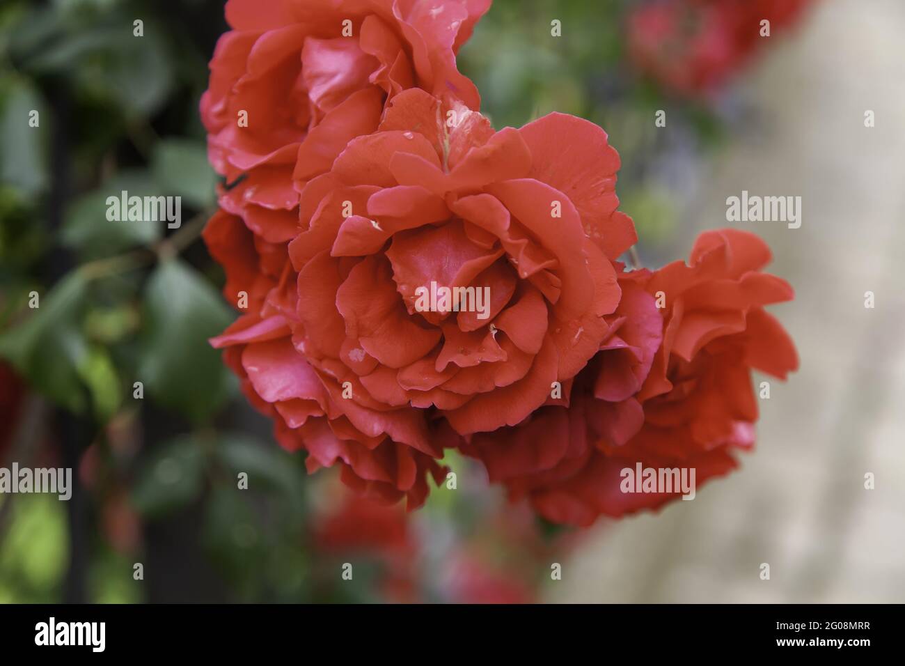 Natural red geraniums on window, plants and flowers Stock Photo - Alamy