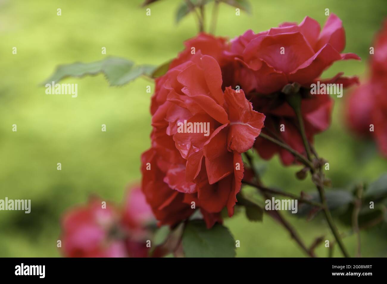 Natural red geraniums on window, plants and flowers Stock Photo - Alamy