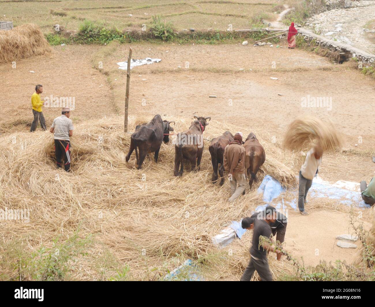 Traditional cultural antique retro vintage milling rice life of napali ...