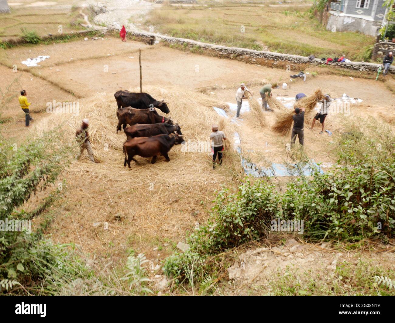 Traditional cultural antique retro vintage milling rice life of napali ...