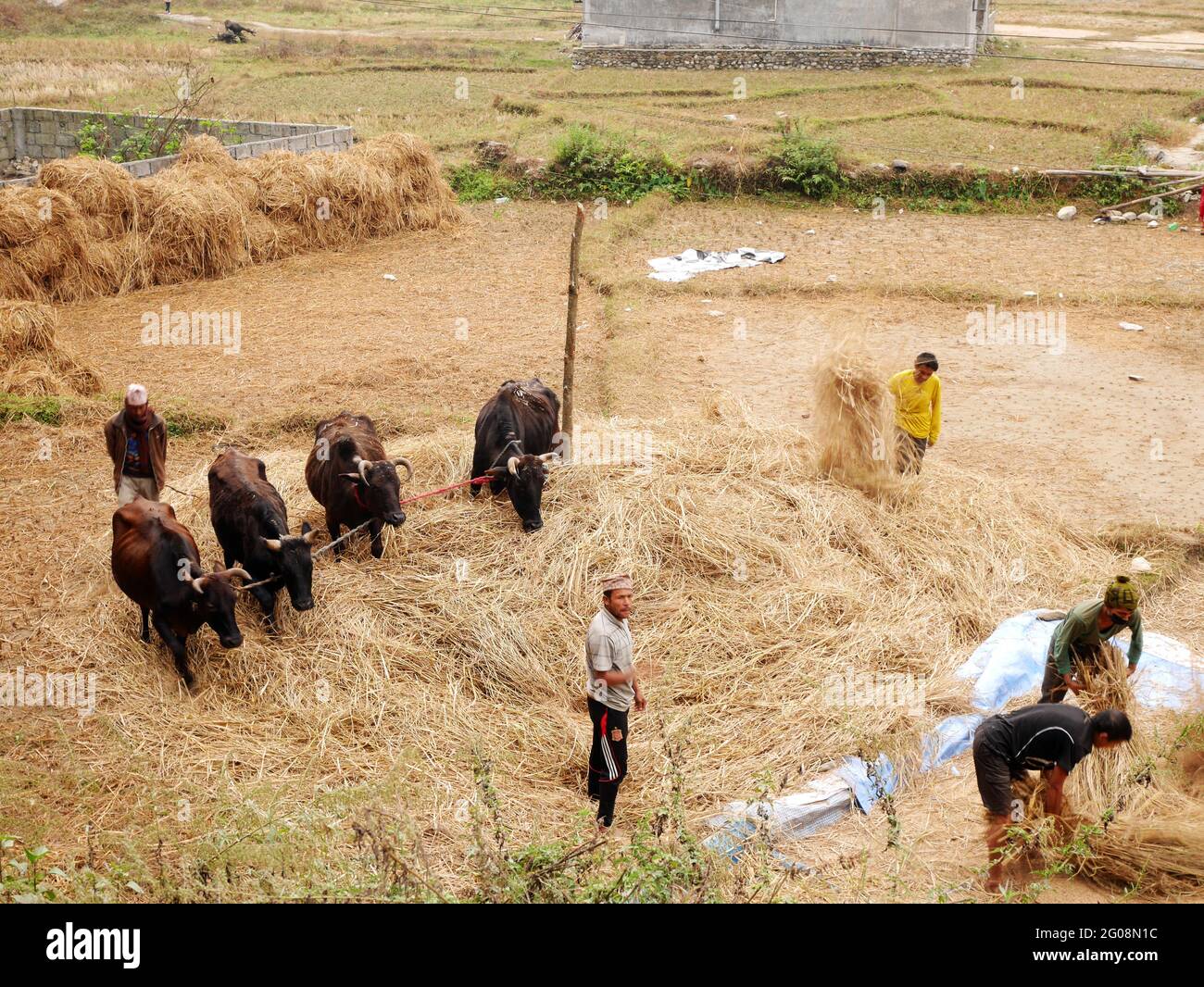 Traditional cultural antique retro vintage milling rice life of napali ...